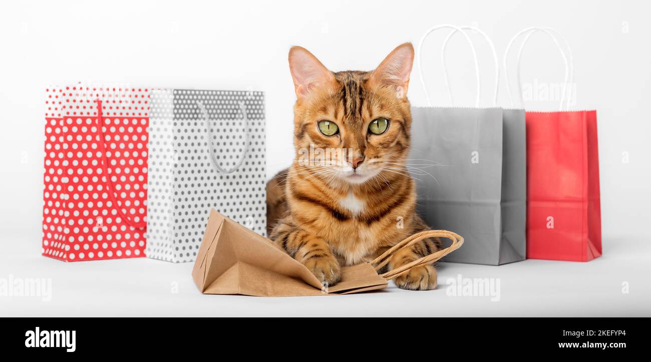 Bengal cat with paper bags isolated on white background Stock Photo - Alamy
