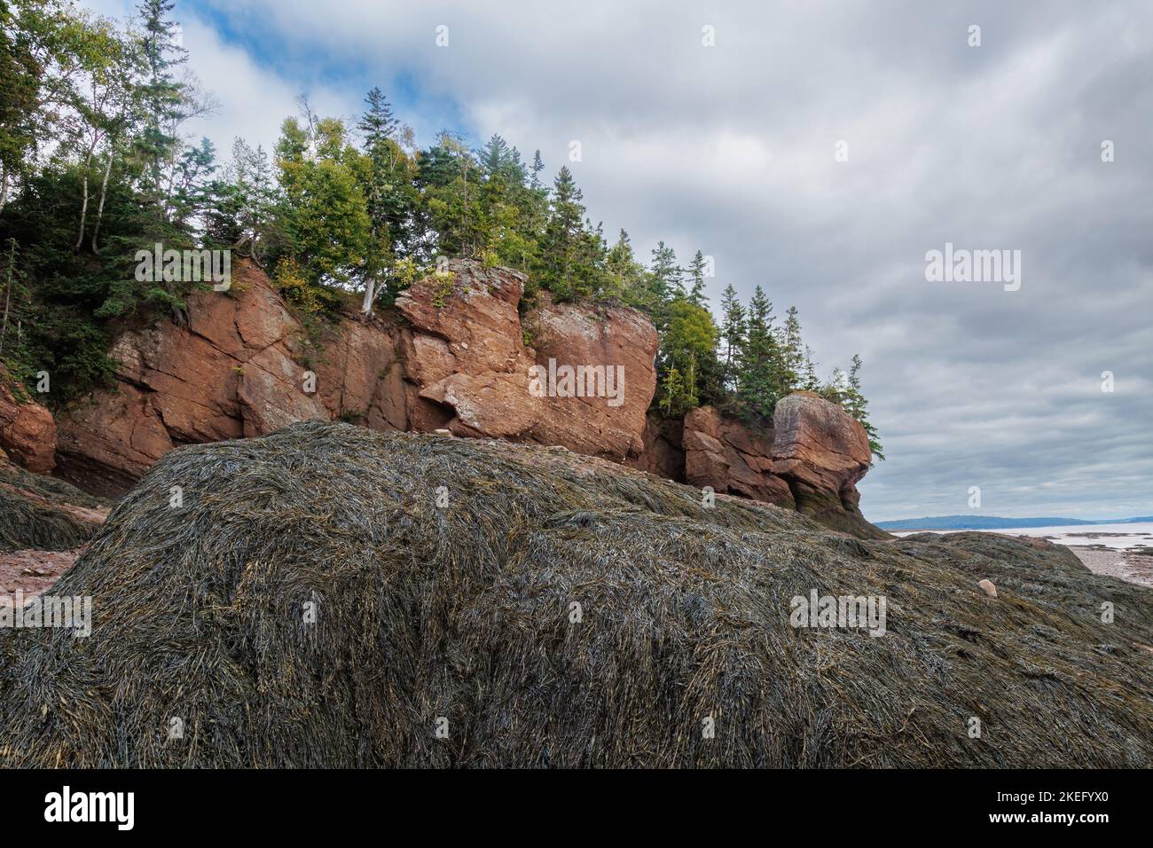 Tree tops sea stacks of Hopewell Rocks and an empty beach at low tide ...
