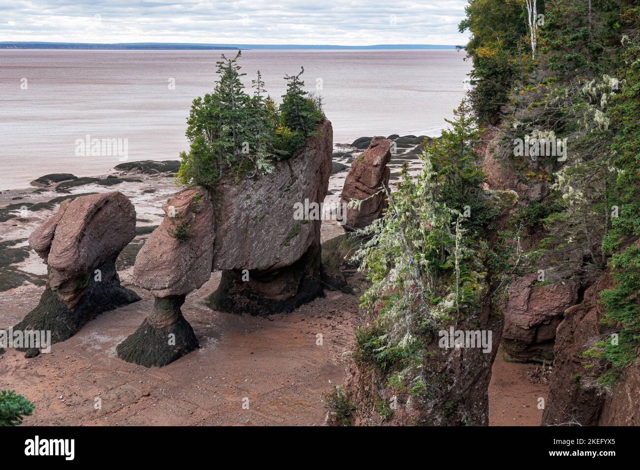 Tree tops sea stacks of Hopewell Rocks and an empty beach at low tide ...