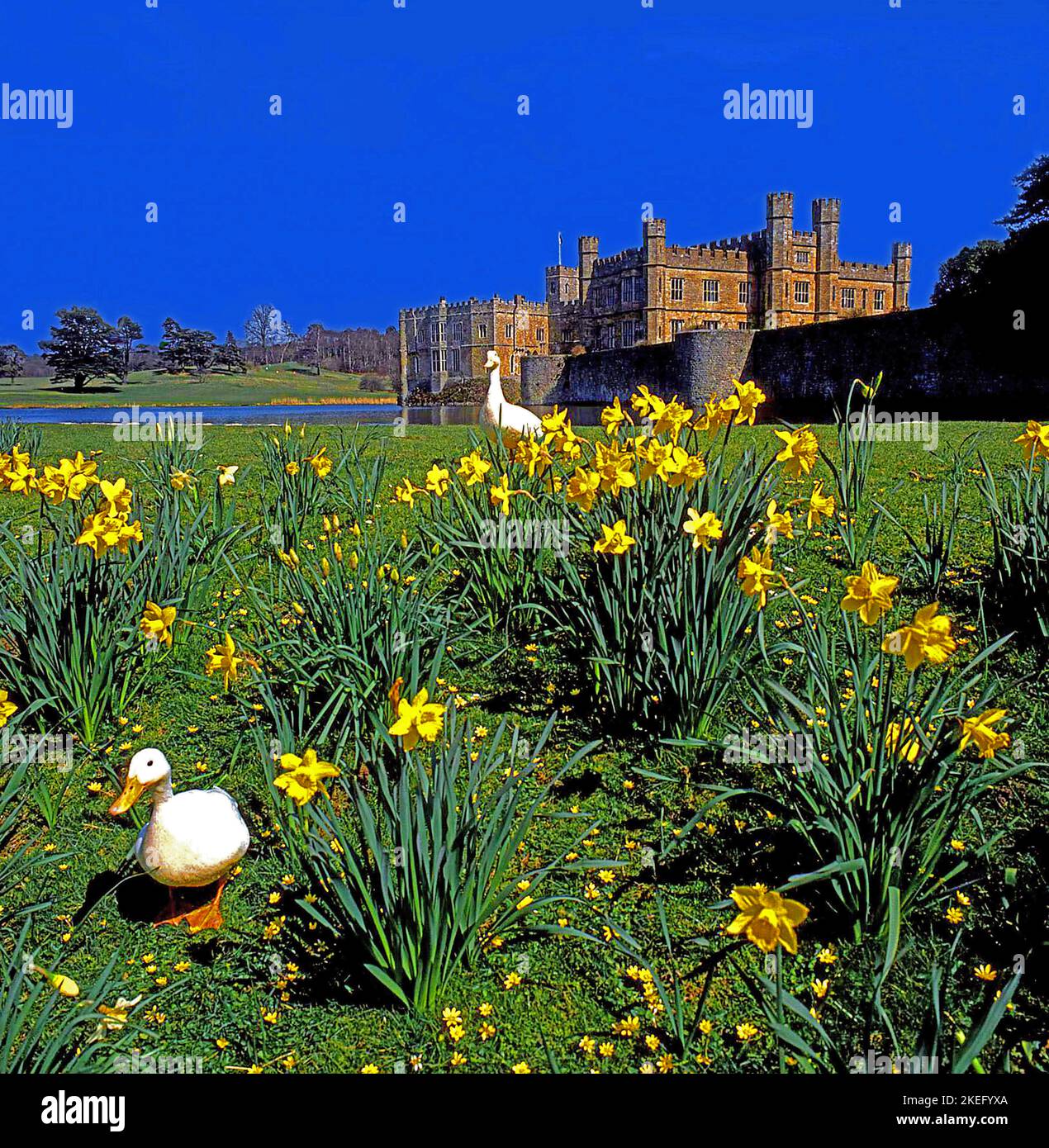 springtime at Leeds Castle, Kent. UK Stock Photo - Alamy