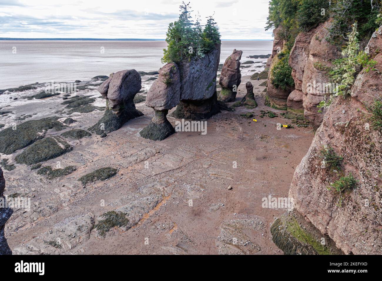 Tree tops sea stacks of Hopewell Rocks and an empty beach at low tide ...