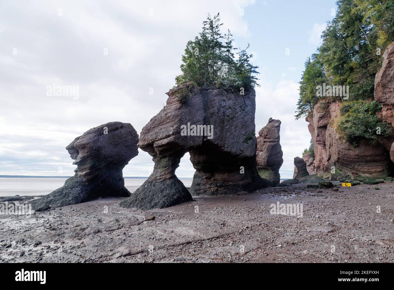 Tree tops sea stacks of Hopewell Rocks and an empty beach at low tide ...