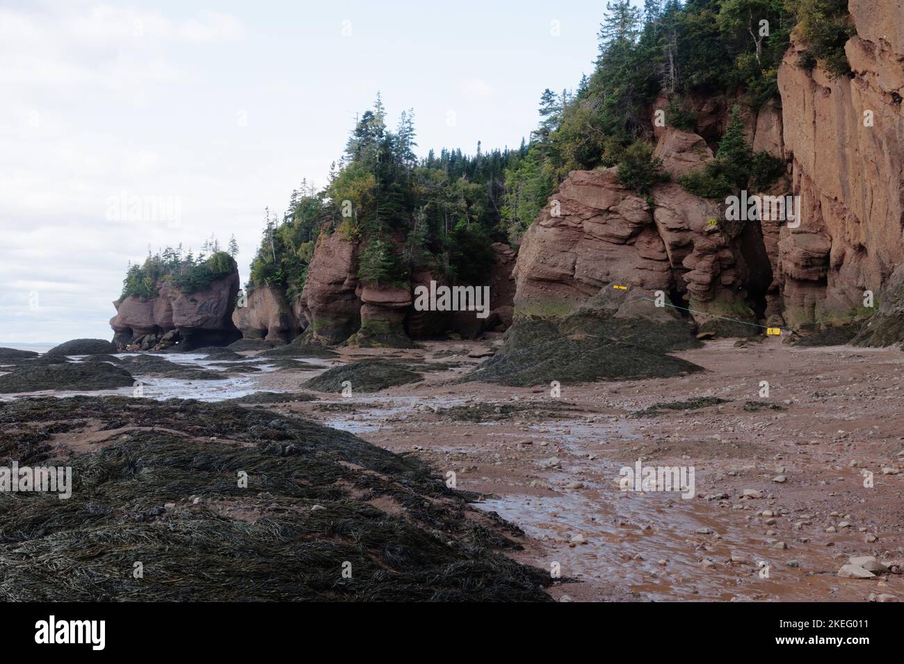 Tree tops sea stacks of Hopewell Rocks and an empty beach at low tide ...
