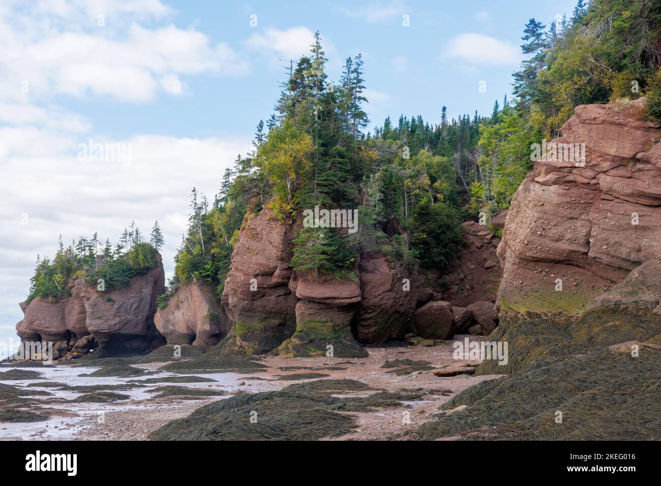 Tree tops sea stacks of Hopewell Rocks and an empty beach at low tide ...