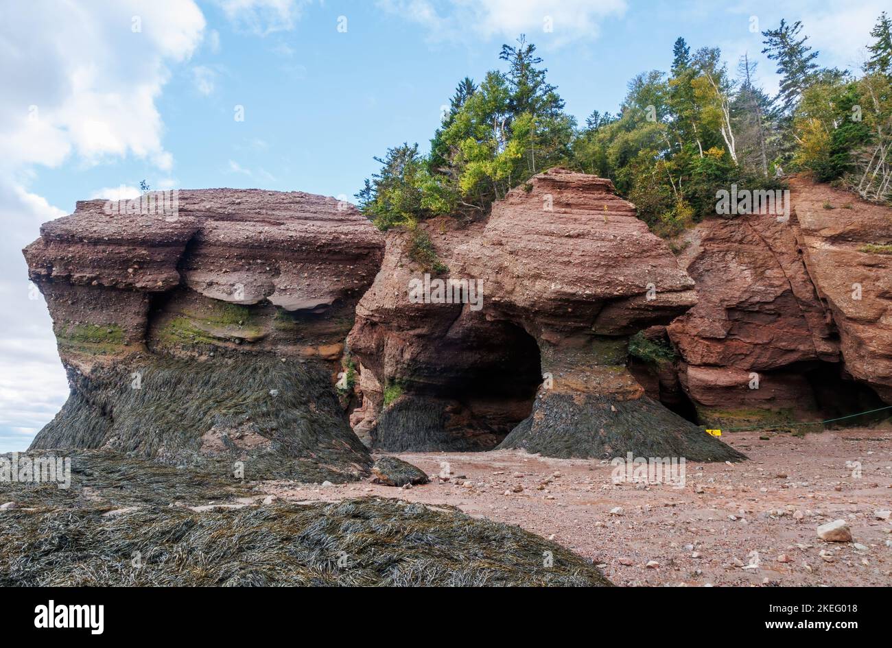 Tree tops sea stacks of Hopewell Rocks and an empty beach at low tide ...