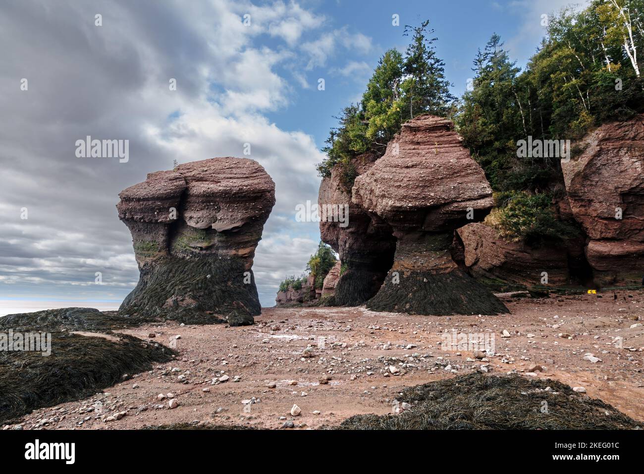 Tree tops sea stacks of Hopewell Rocks and an empty beach at low tide ...