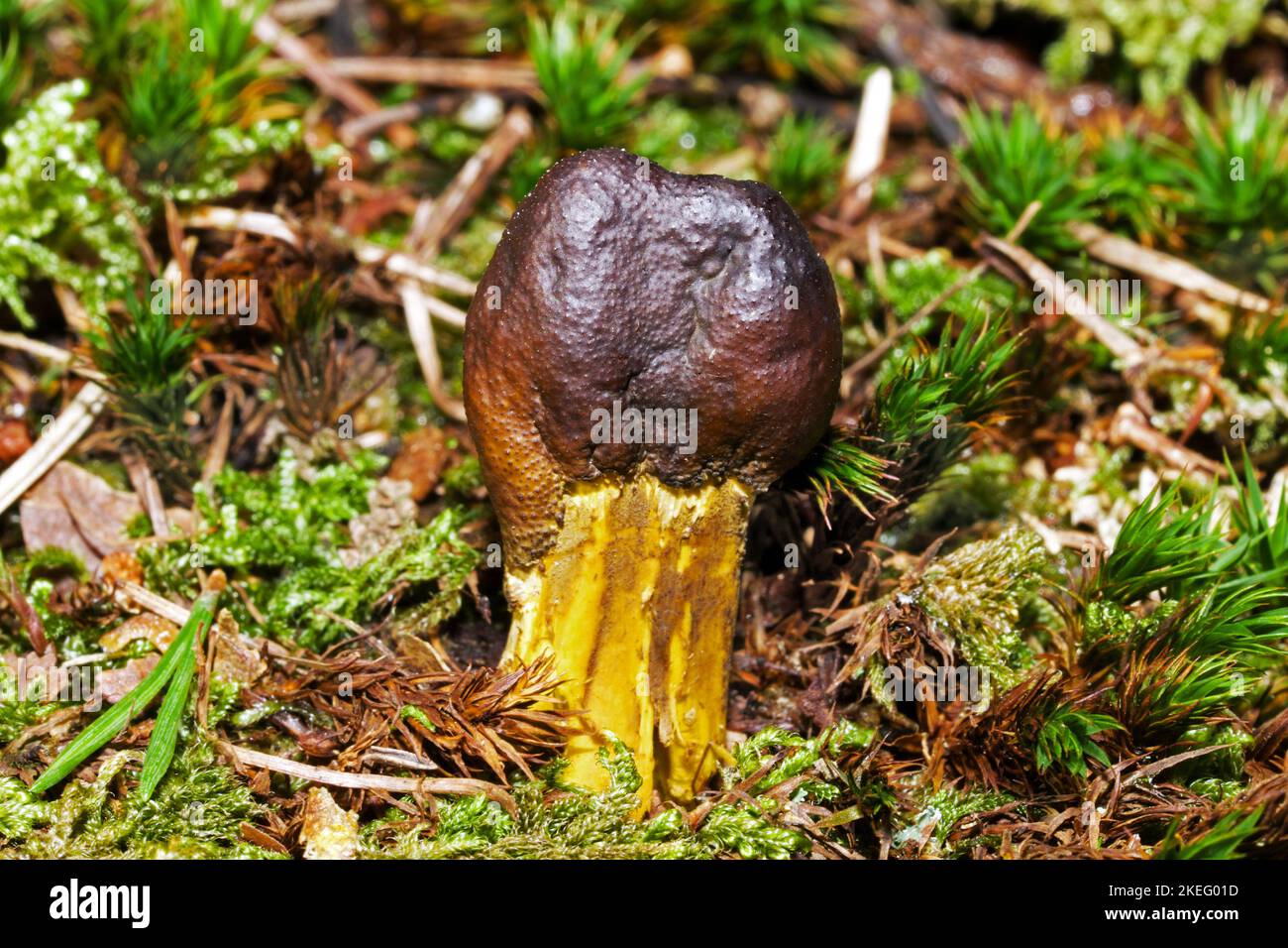 Cordyceps capitata (drumstick truffleclub) is mainly found in conifer ...