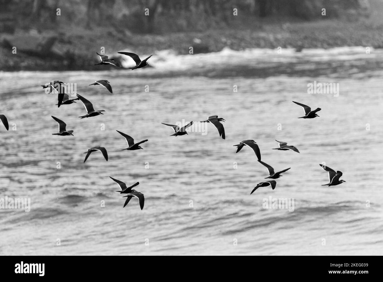 A grayscale shot of a flock of birds flying over water in Chorrillos ...