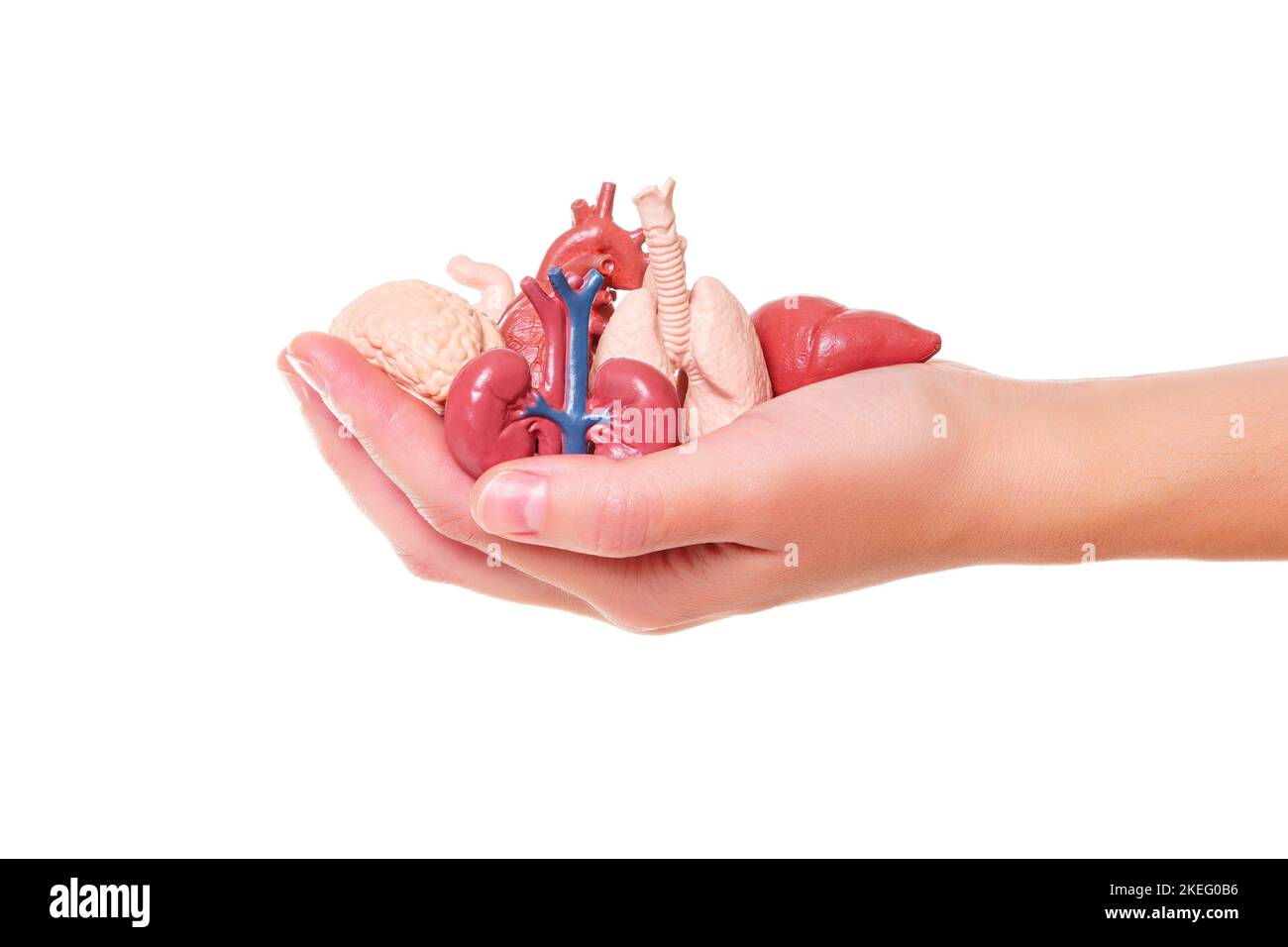 Hand holding a set of miniature toy human organs isolated on white ...