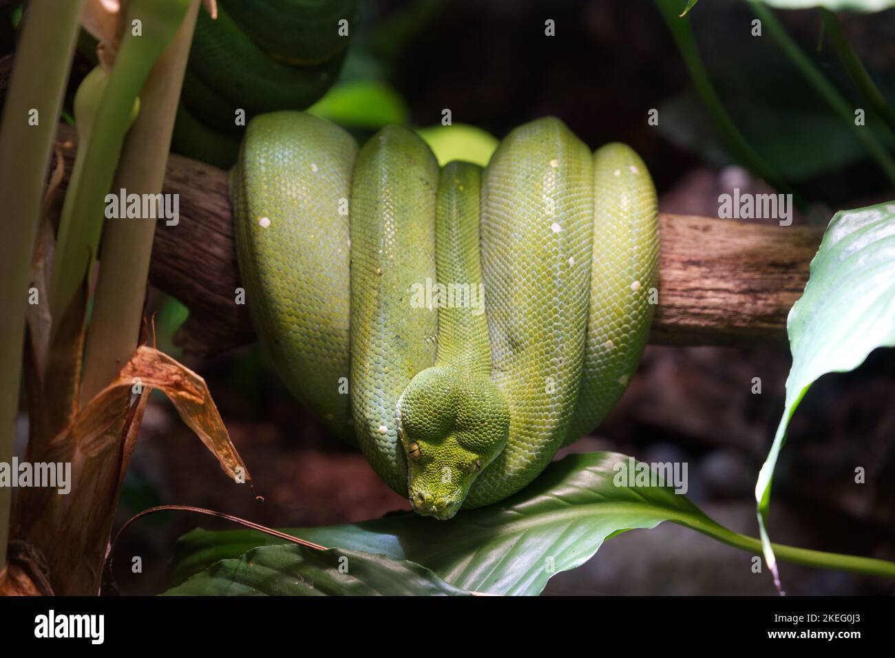Green tree python Stock Photo - Alamy
