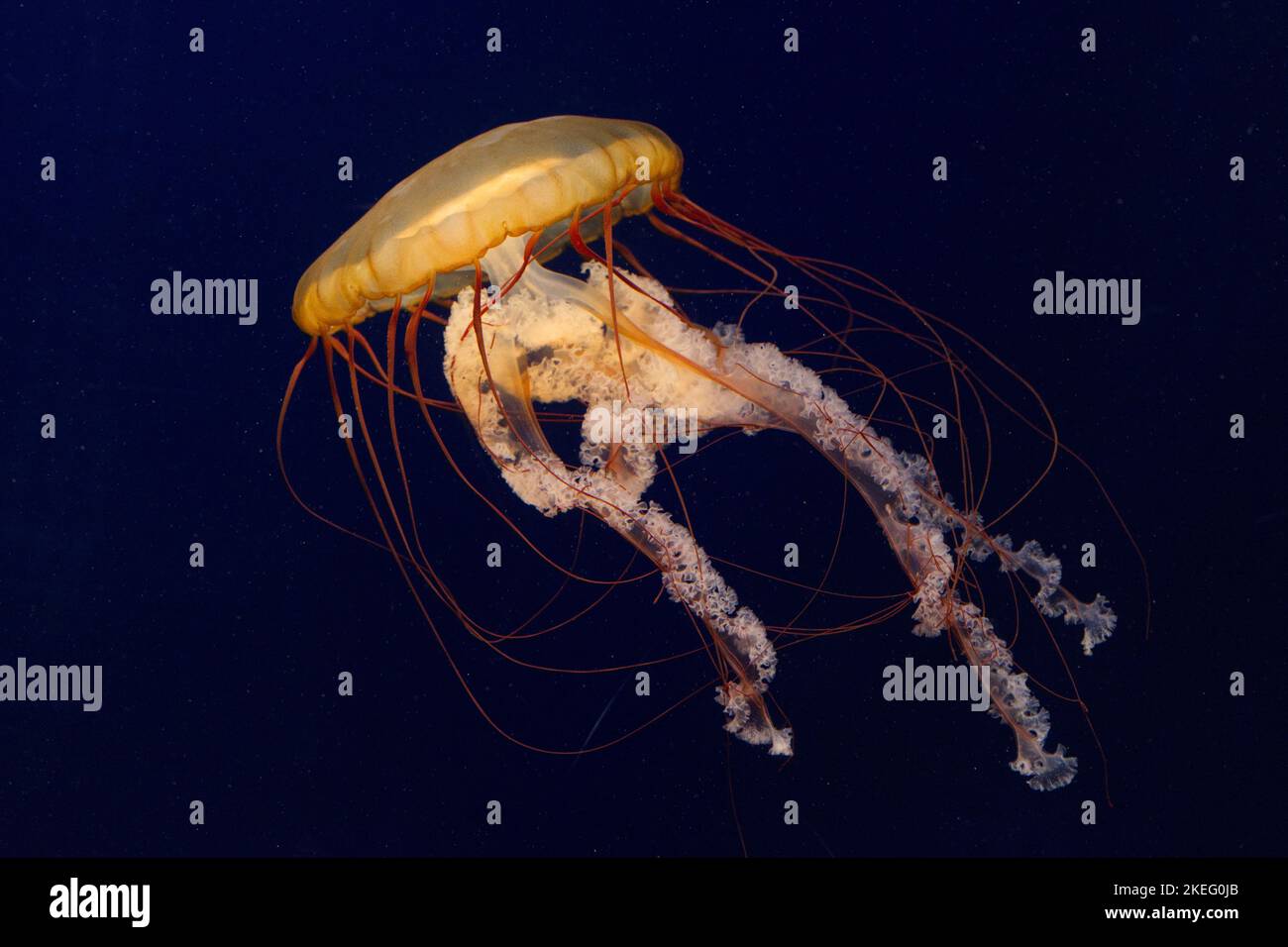 Pacific sea nettle Stock Photo - Alamy