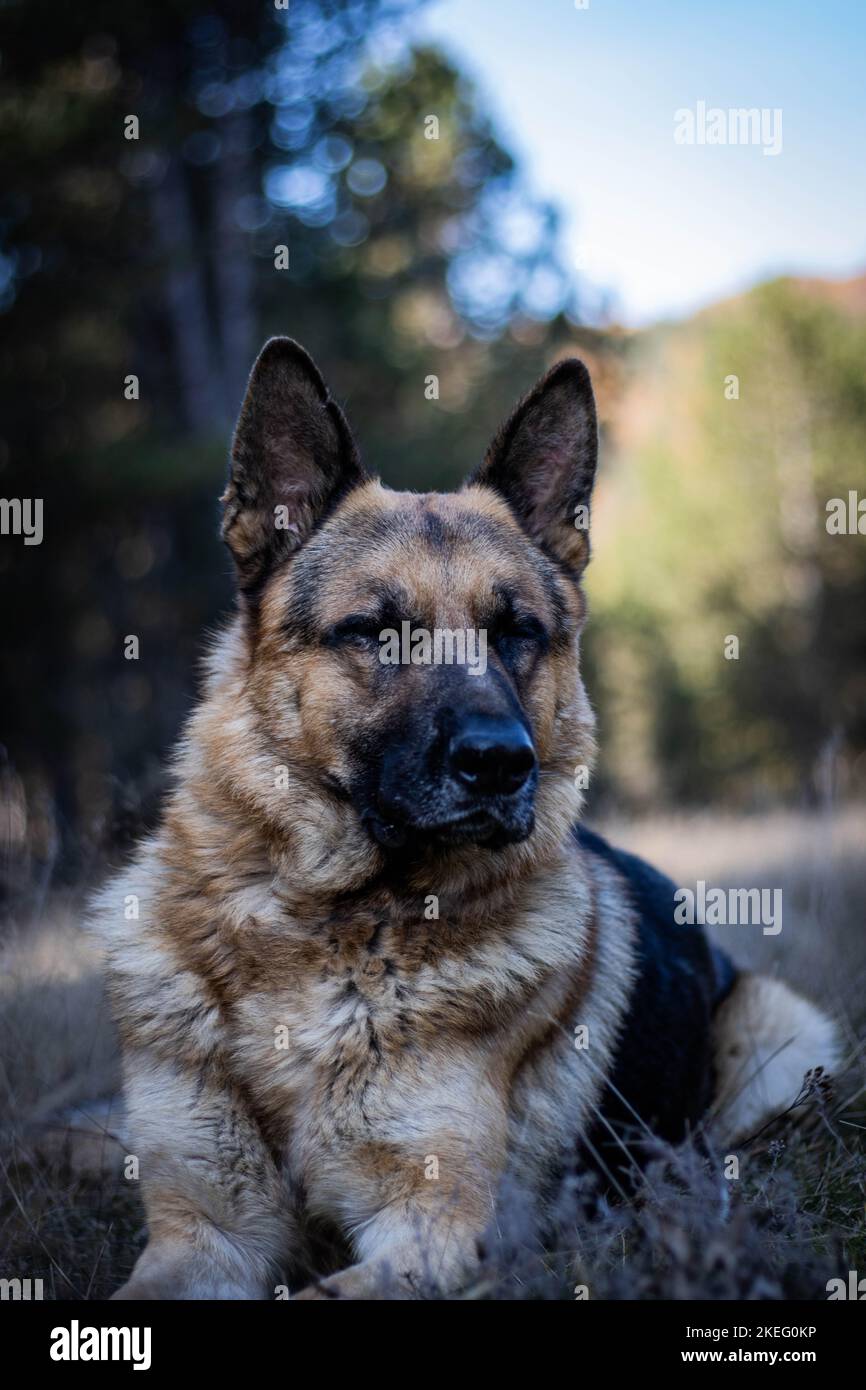 A German shepherd dog lying on the field Stock Photo - Alamy