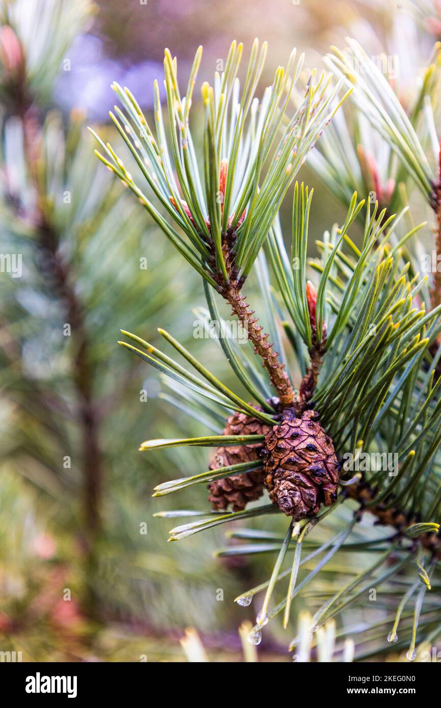 A closeup shot of a pine cone on a tree Stock Photo - Alamy