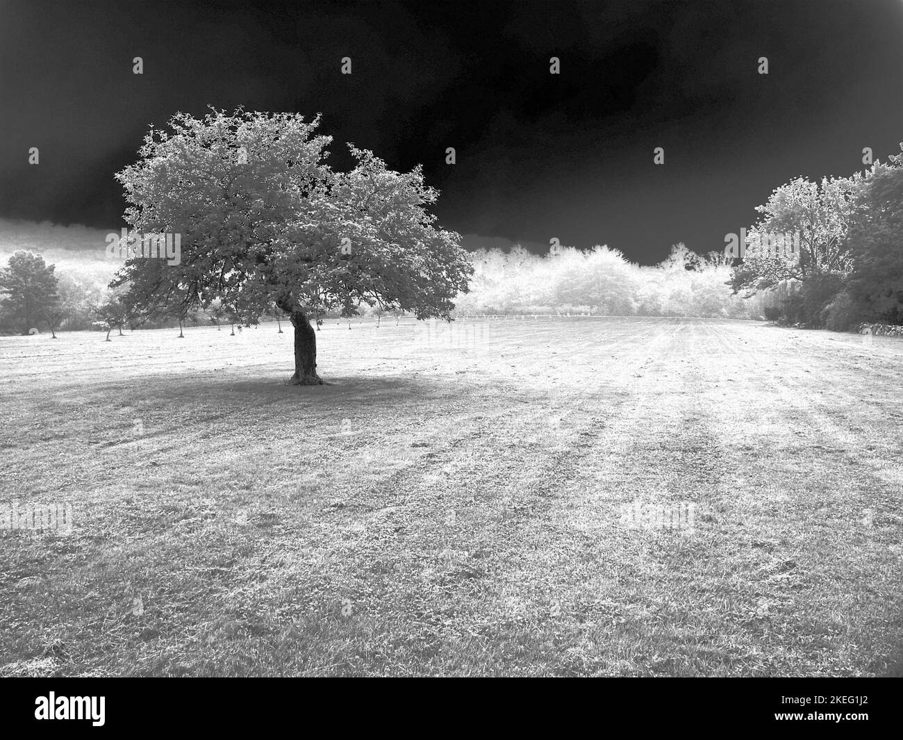 Lonely tree in surreal field. 3D rendering Stock Photo - Alamy