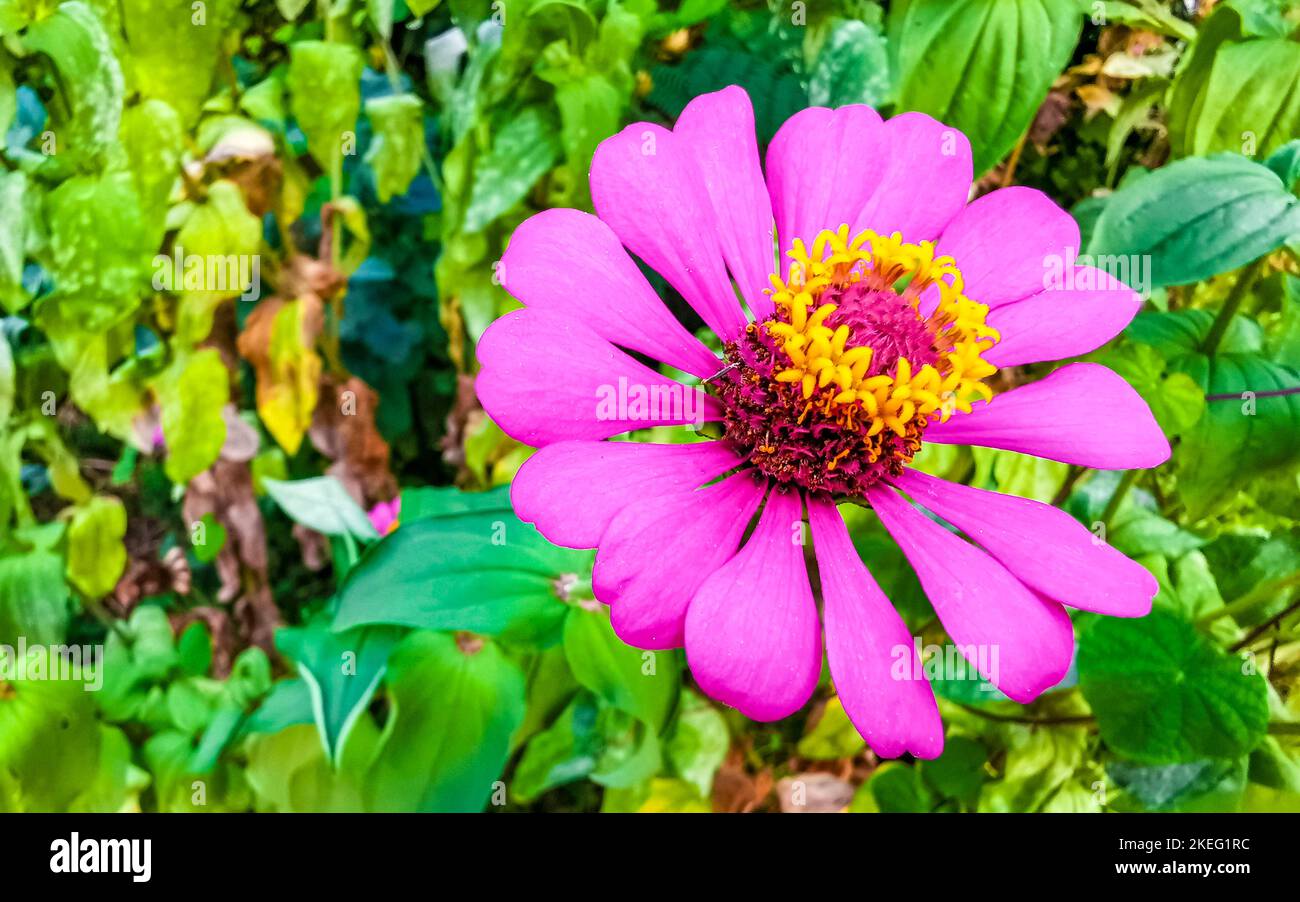 Purple pink and red flower flowers and plants plant in tropical garden ...
