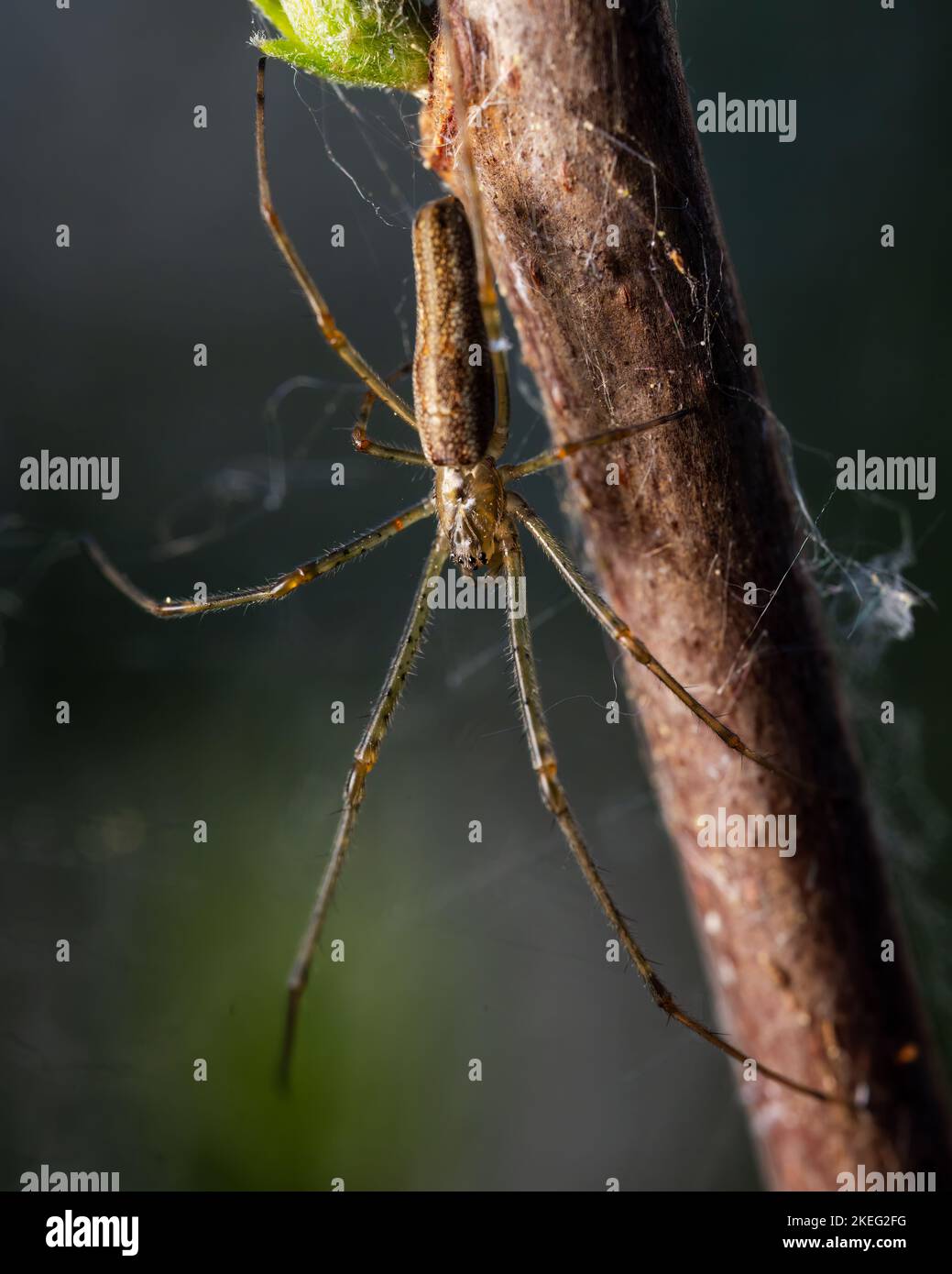 A closeup shot of a silver stretch spider on its spiderweb next to a ...