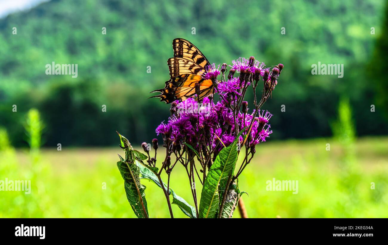 A monarch butterfly on a purple flower Stock Photo - Alamy