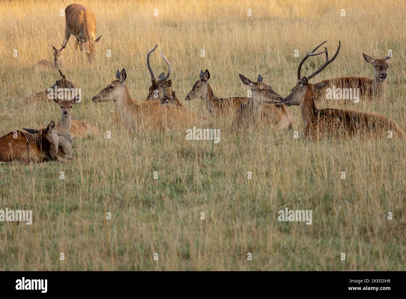 A group of Red Deer with antlers resting in golden grass outdoors Stock ...
