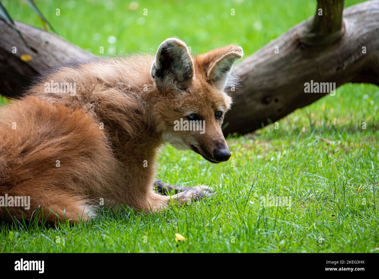 The Maned wolf sitting on the grass looking to the right side with ...