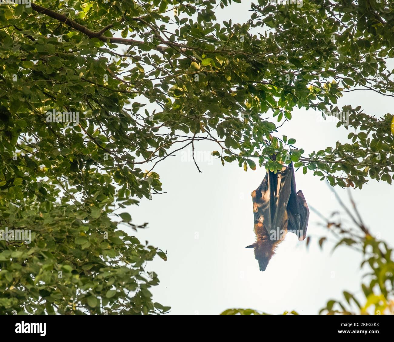 A hanging bat on a tree in day light Stock Photo - Alamy