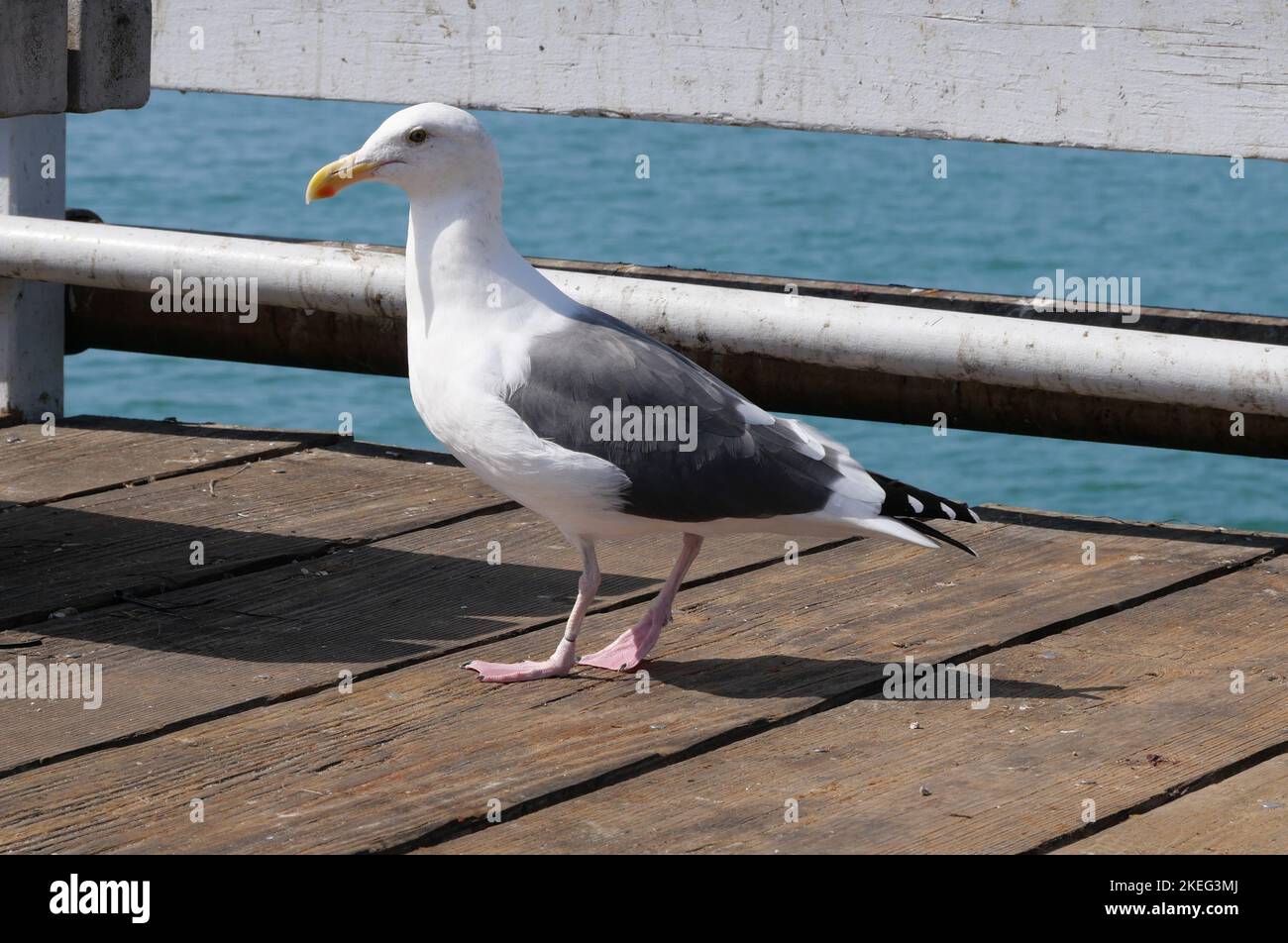 Seagull on the San Clemente Pier in Orange County, California Stock ...