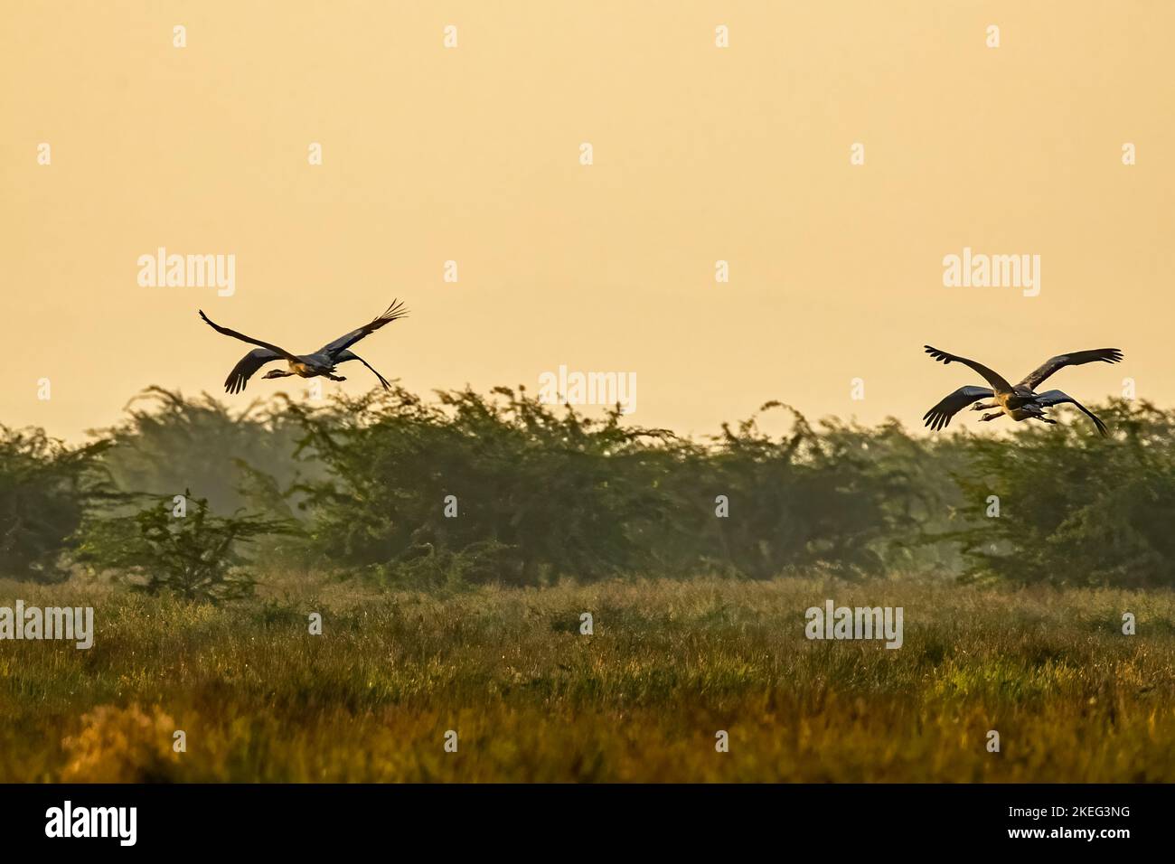 Pair common cranes in hi-res stock photography and images - Alamy