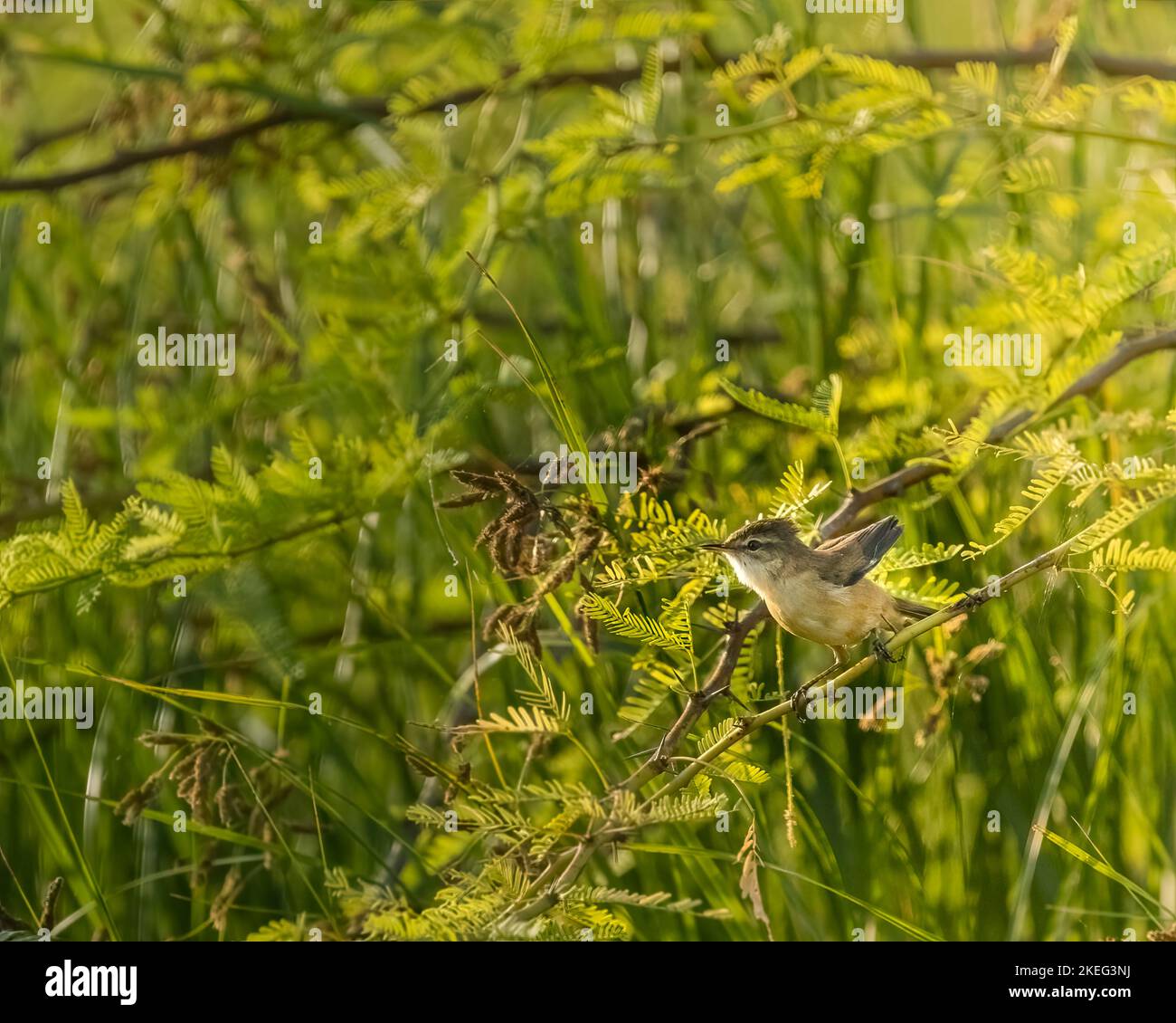 Paddy cleaning hi-res stock photography and images - Alamy