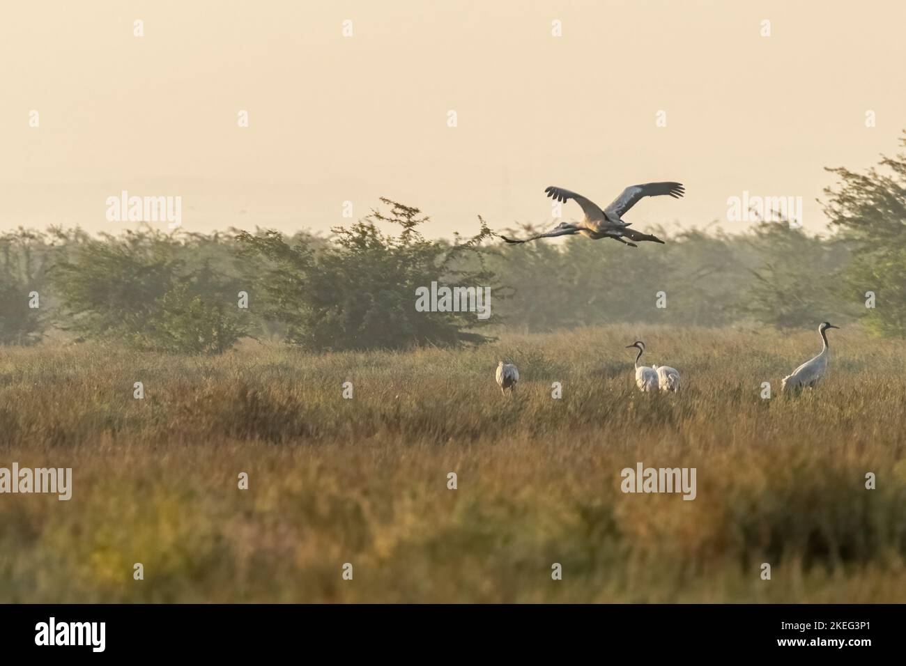 Common crane flying hi-res stock photography and images - Alamy
