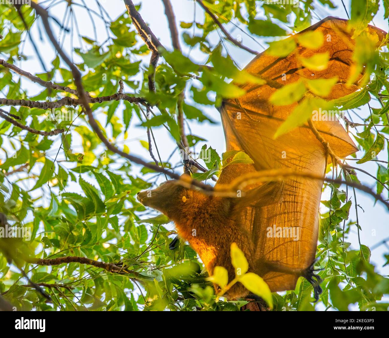A Bat landing on a tree Stock Photo - Alamy