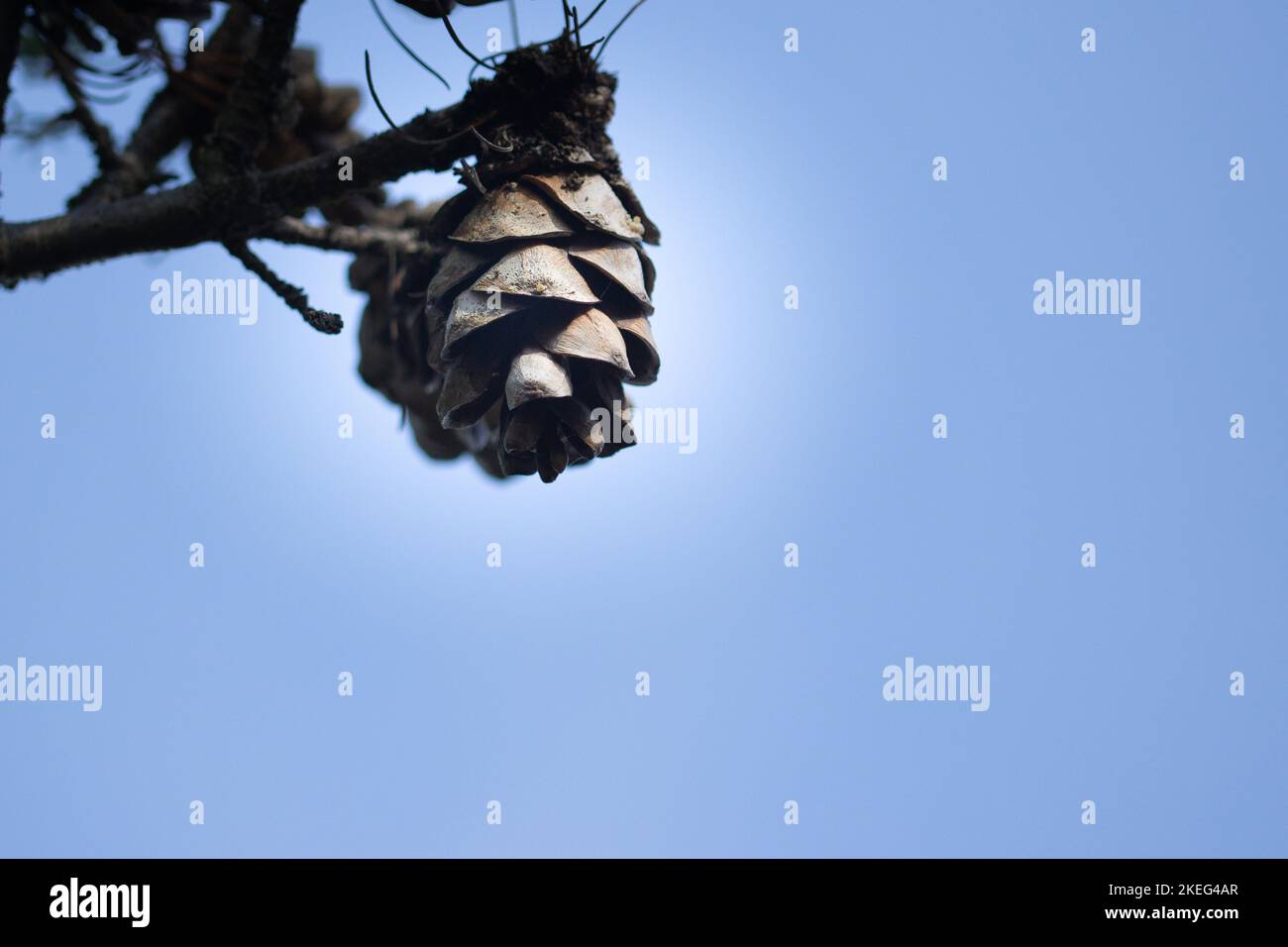 A pine cone on a pine tree with blue sky background Stock Photo - Alamy