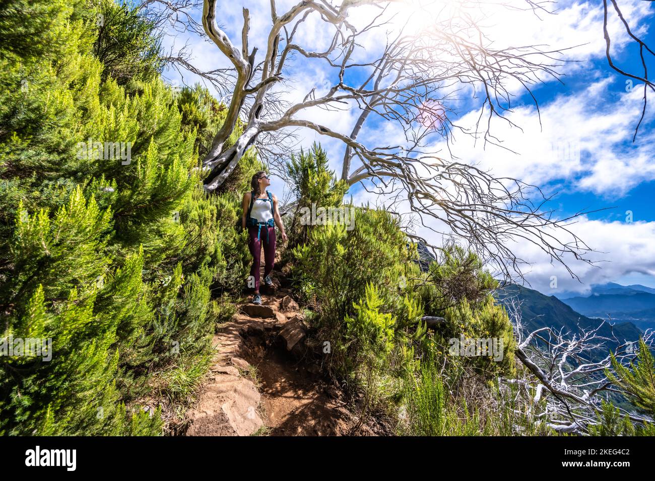 Description: Woman hiker with backpack walking through a forest of dead ...