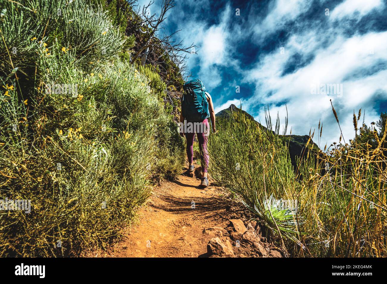 Description: Woman hiker with backpack walking through a forest of dead ...
