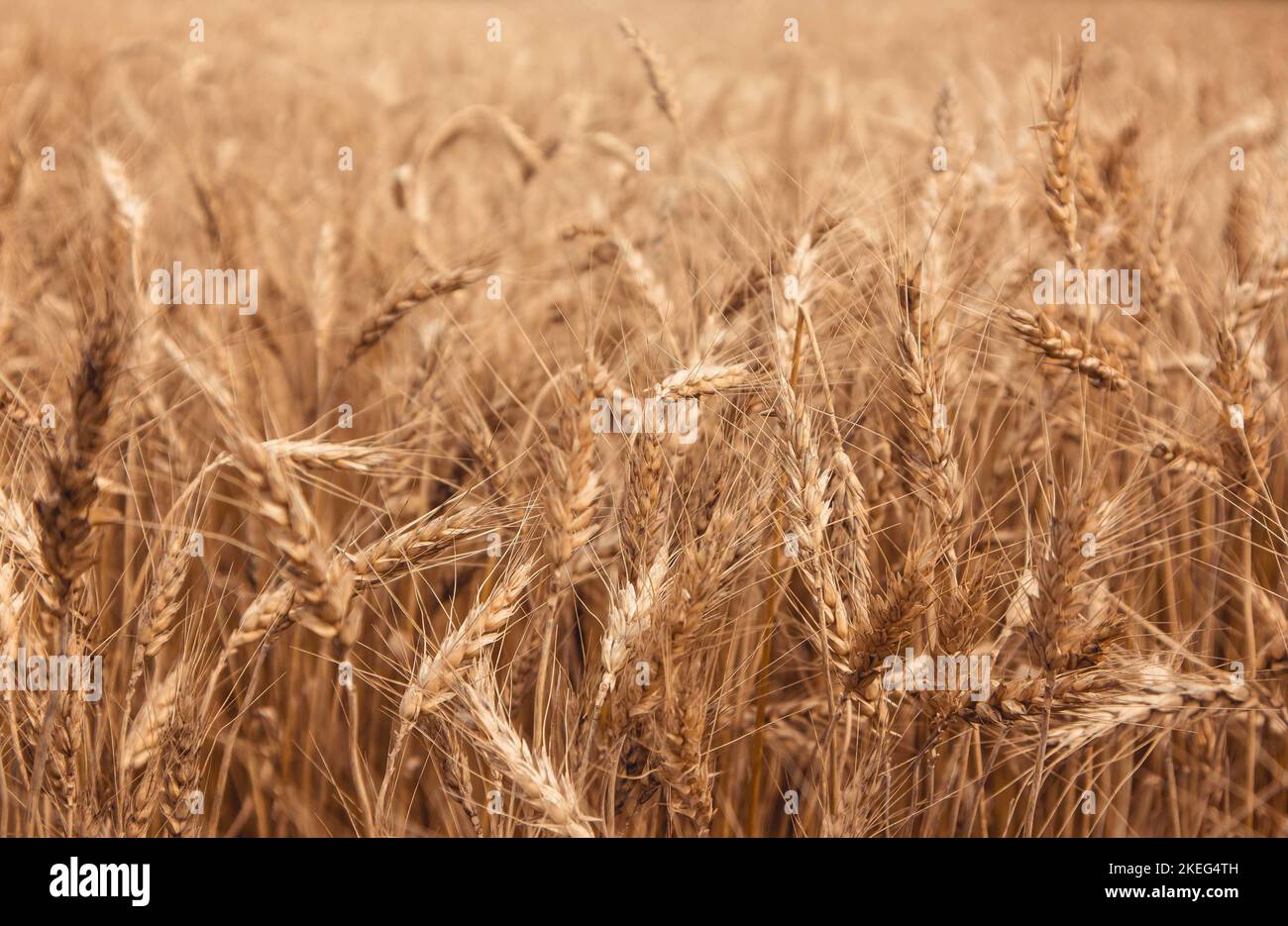 Golden wheat field in hi-res stock photography and images - Alamy