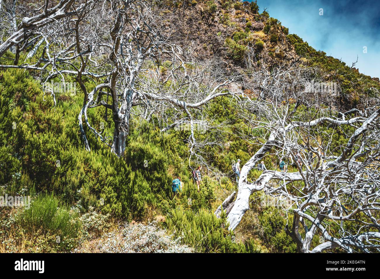 Description: Woman hiker with backpack walking through a forest of dead ...