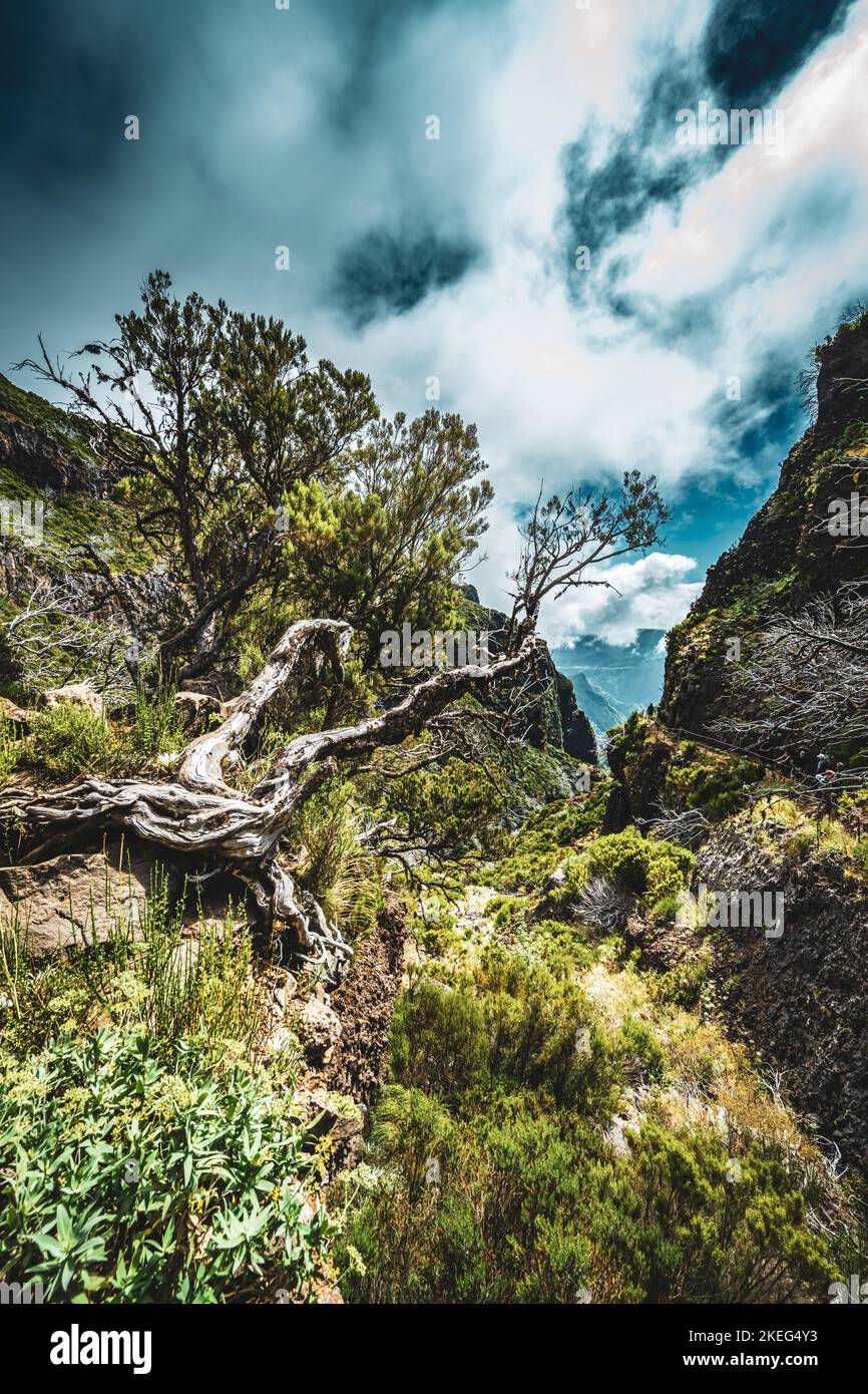 Description: Photogenic dead tree branch in a forest of dead trees ...
