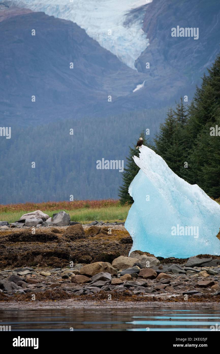 USA, SE Alaska, Inside Passage, Wood Spit. Bald eagle on iceberg ... USA, SE Alaska, Inside Passage, Wood Spit. Bald eagle on iceberg ...