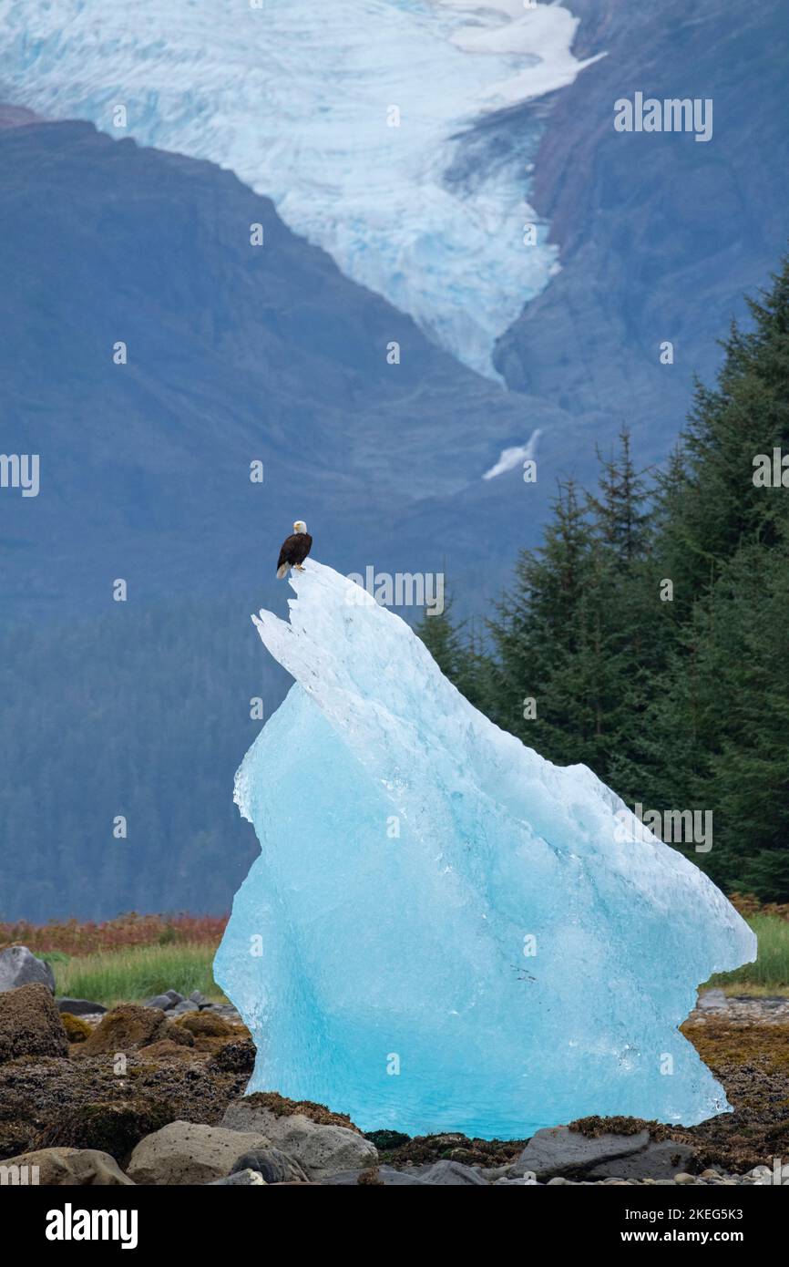 USA, SE Alaska, Inside Passage, Wood Spit. Bald eagle on iceberg ... USA, SE Alaska, Inside Passage, Wood Spit. Bald eagle on iceberg ...