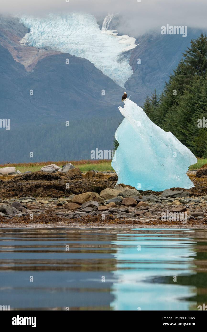 USA, SE Alaska, Inside Passage, Wood Spit. Bald eagle on iceberg ...