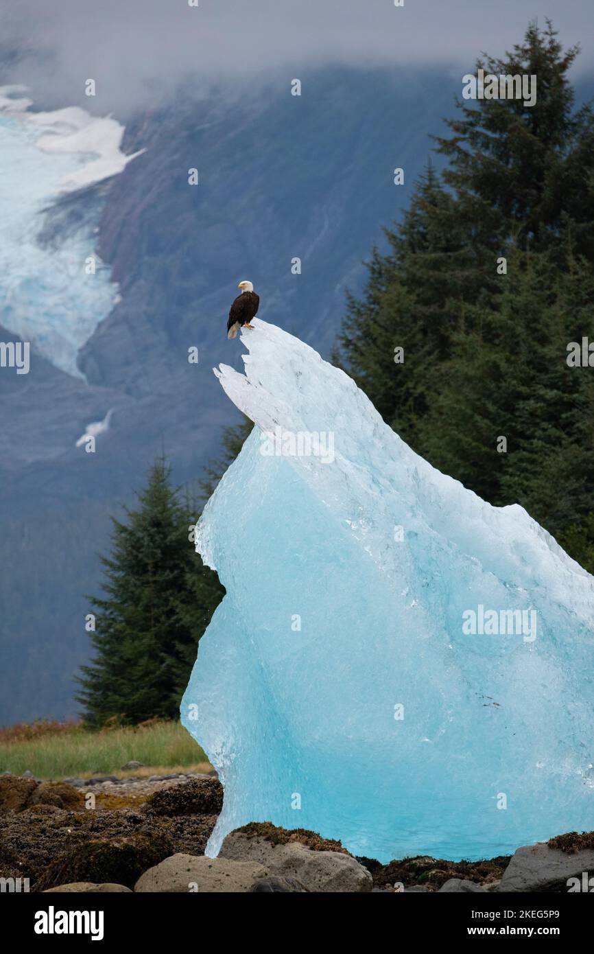USA, SE Alaska, Inside Passage, Wood Spit. Bald eagle on iceberg ... USA, SE Alaska, Inside Passage, Wood Spit. Bald eagle on iceberg ...