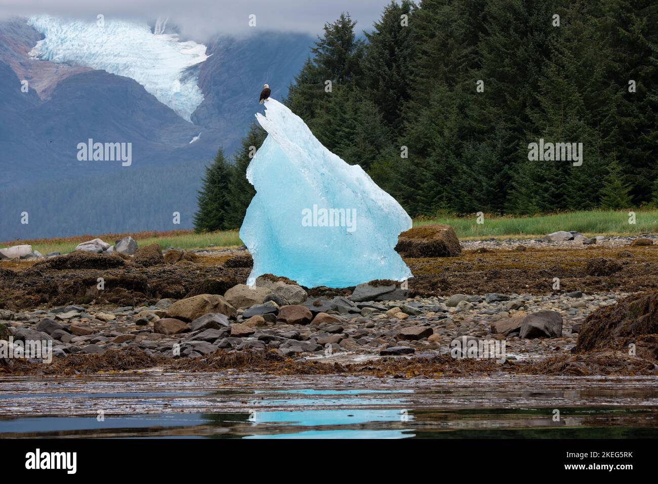 USA, SE Alaska, Inside Passage, Wood Spit. Bald eagle on iceberg ... USA, SE Alaska, Inside Passage, Wood Spit. Bald eagle on iceberg ...