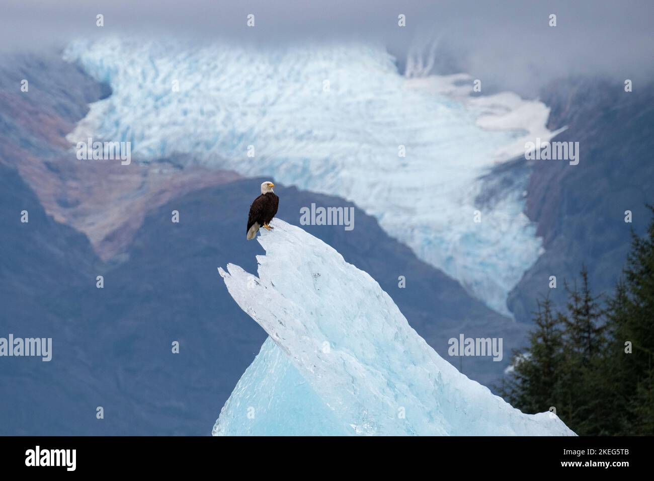 USA, SE Alaska, Inside Passage, Wood Spit. Bald eagle on iceberg ... USA, SE Alaska, Inside Passage, Wood Spit. Bald eagle on iceberg ...