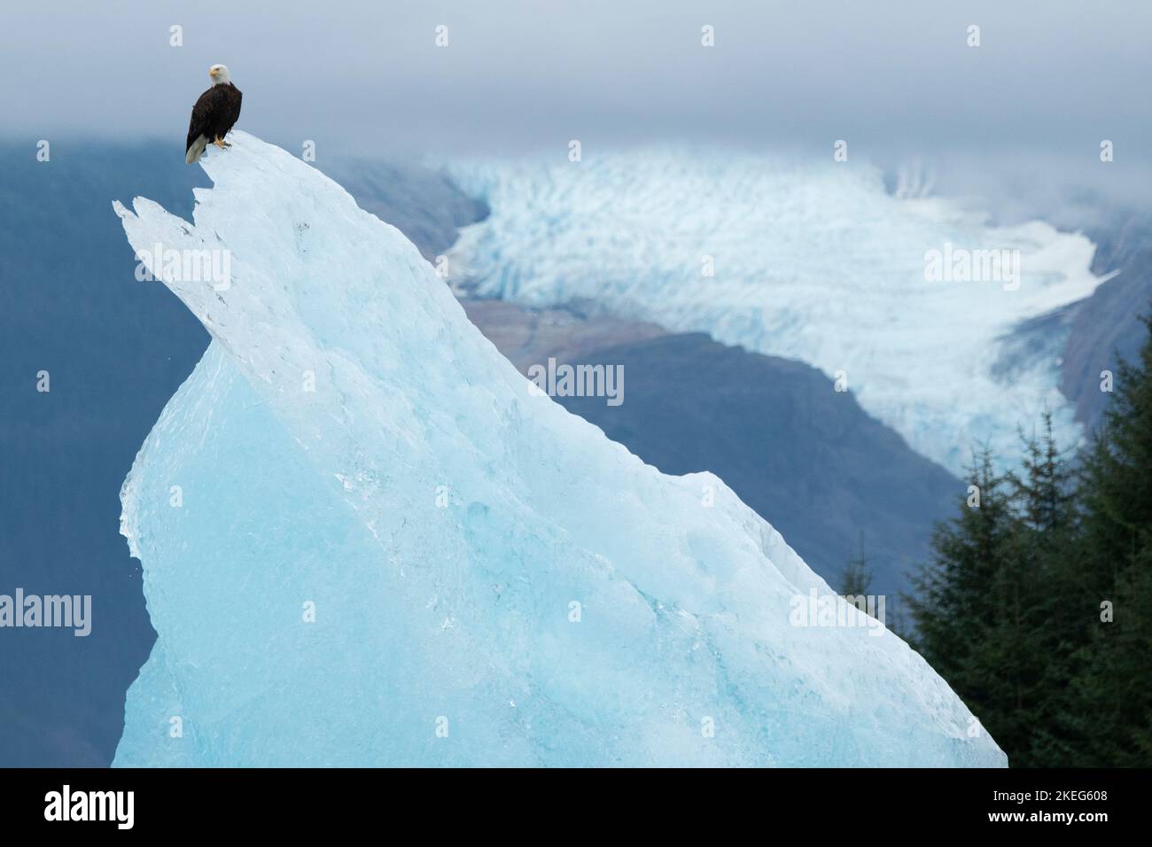 USA, SE Alaska, Inside Passage, Wood Spit. Bald eagle on iceberg ...