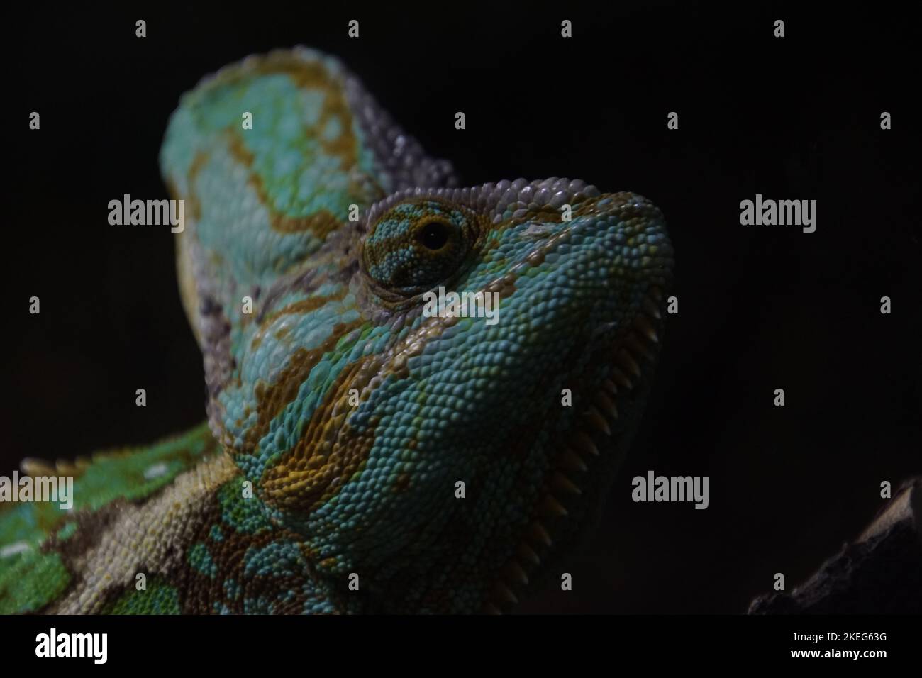 A macro of a Veiled chameleon in turquoise Stock Photo - Alamy