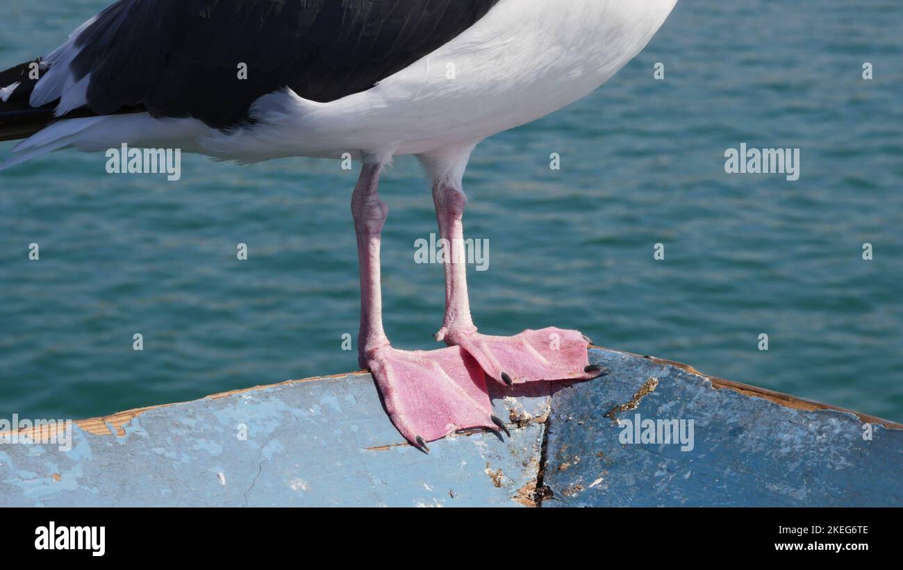 Close-up of a seagull's feet on the San Clemente Pier in Orange County ...