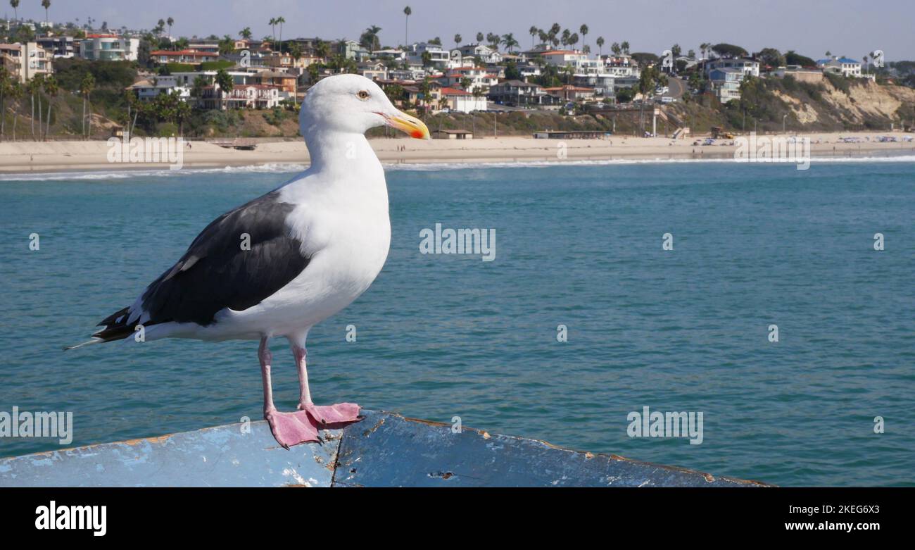Seagull on pier in oceanside hi-res stock photography and images - Alamy