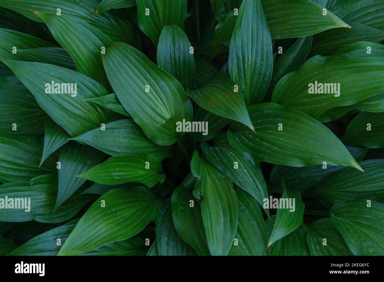 Dense grove of leaves Stock Photo - Alamy