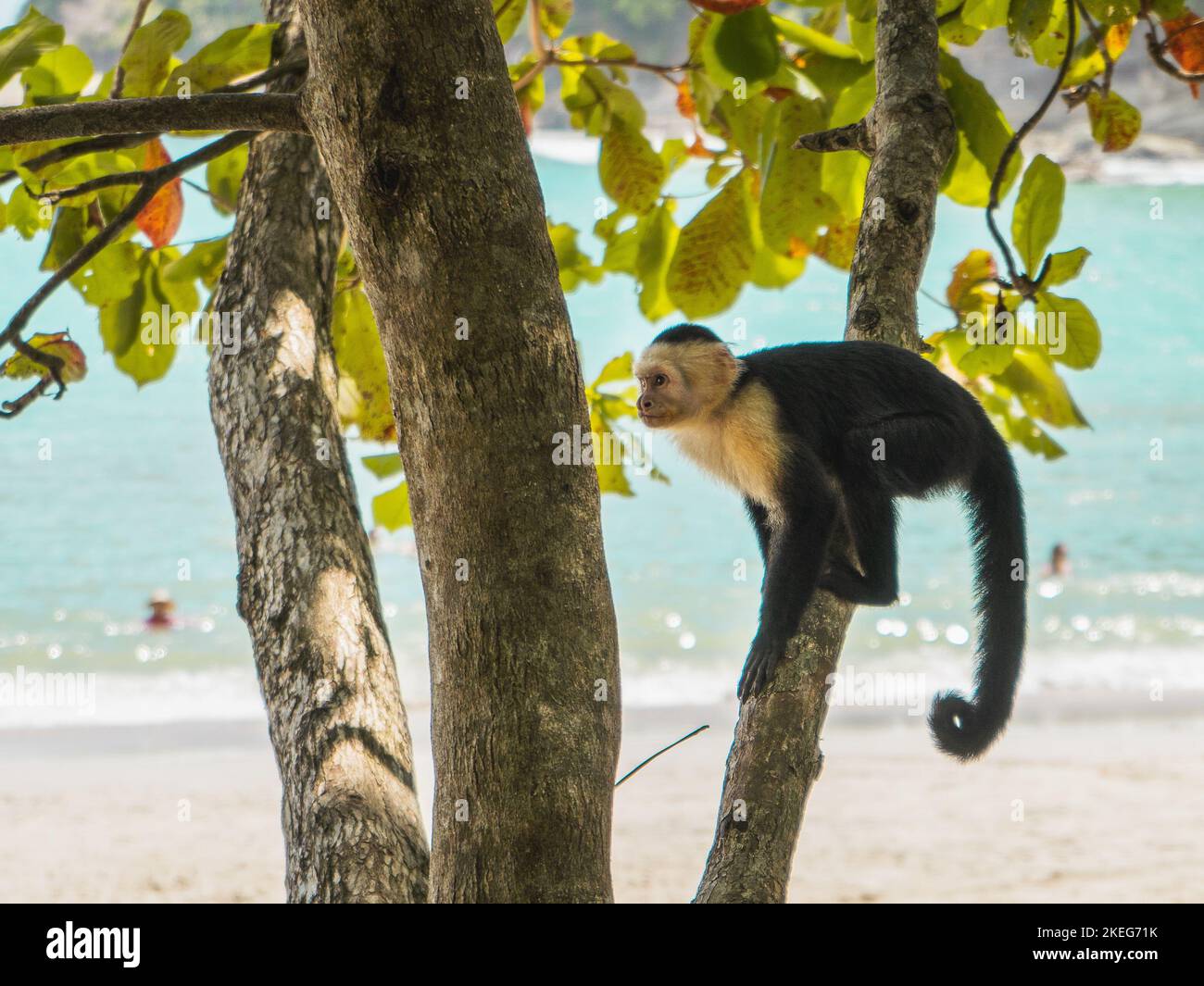A capuchin monkey playing on the tree branch Stock Photo - Alamy