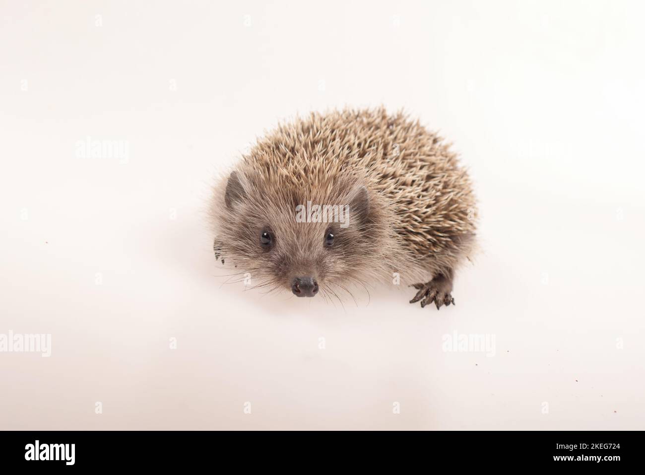 A small cute hedgehog photographed on a white background Stock Photo ...