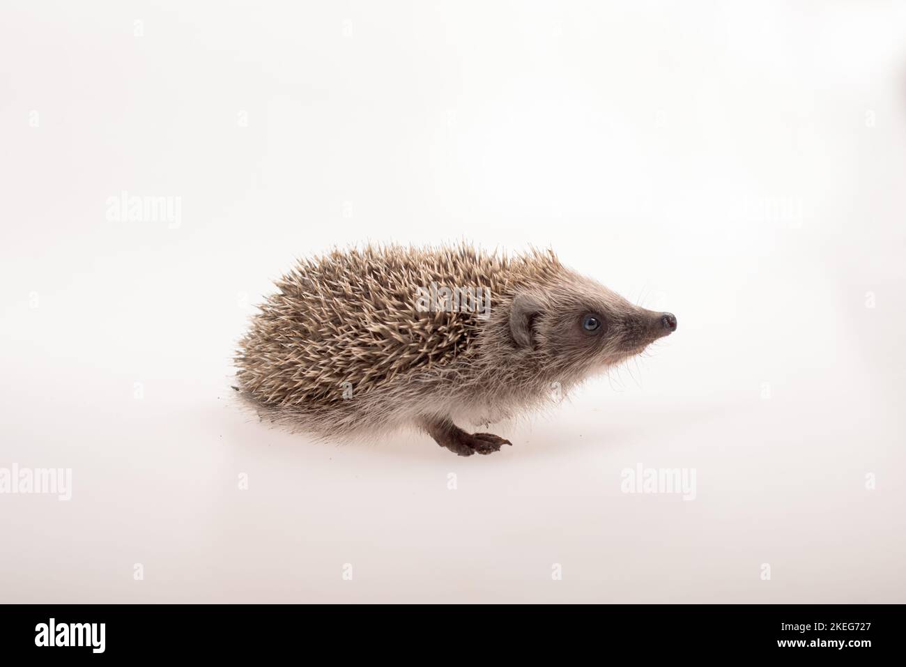 A small cute hedgehog photographed on a white background - studio shot ...