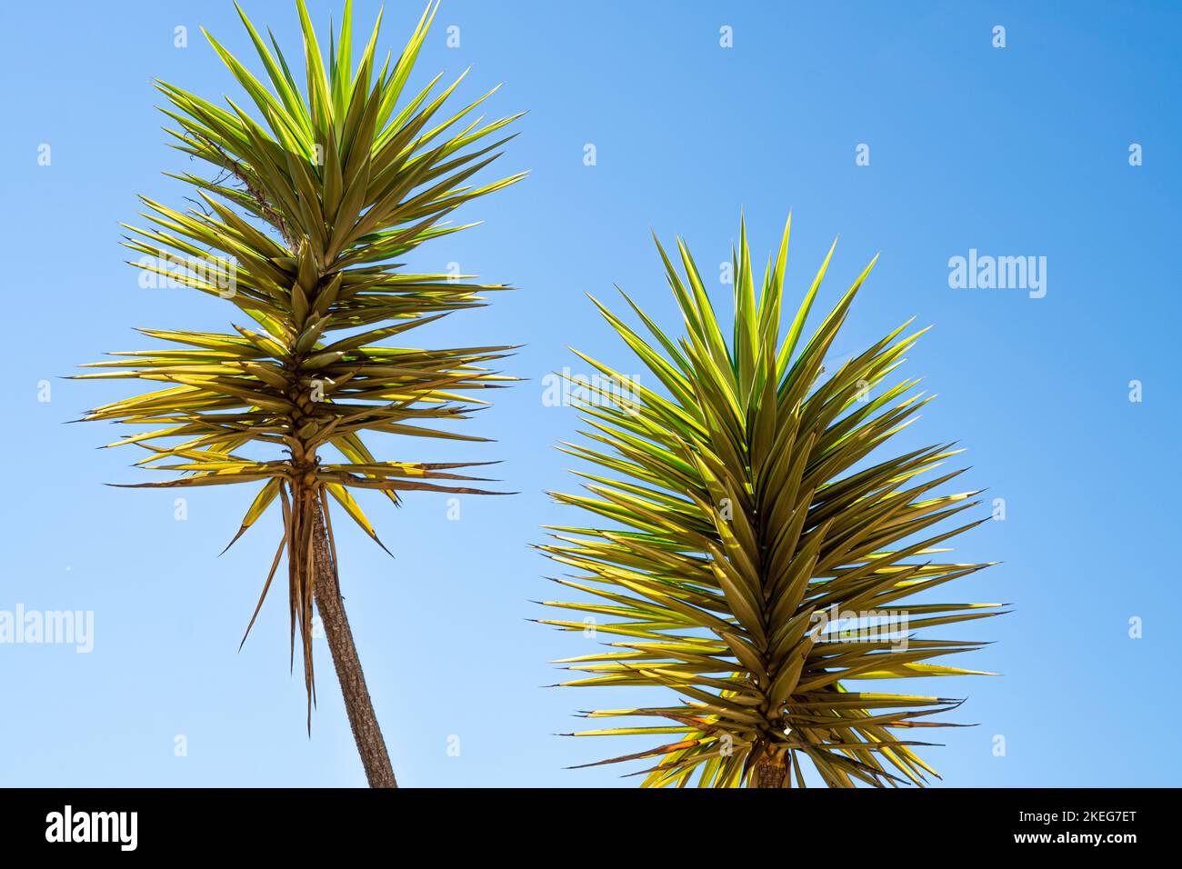 A scenic view of two tropical trees with green leaves in sunny weather ...
